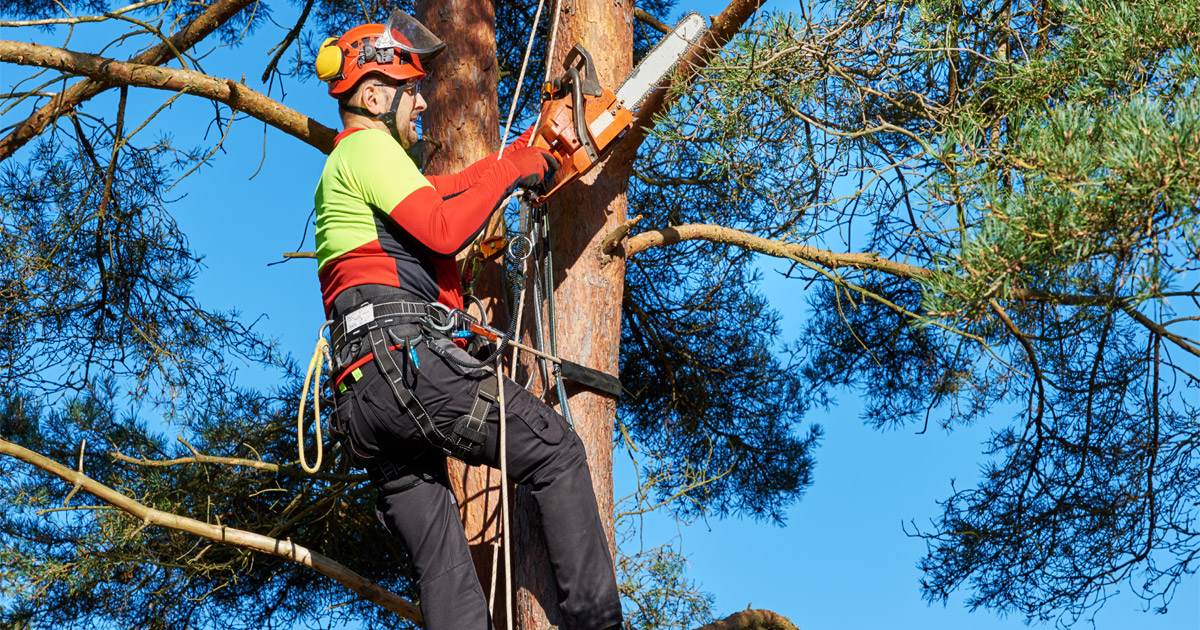 Tree Care Dangers | 800-222-8792